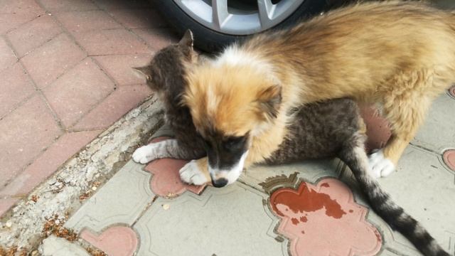 Собачья любовь