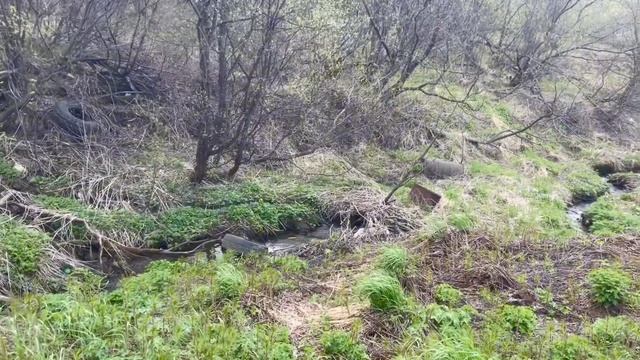 29 мая | Мурманск | Дождались зелёных красок