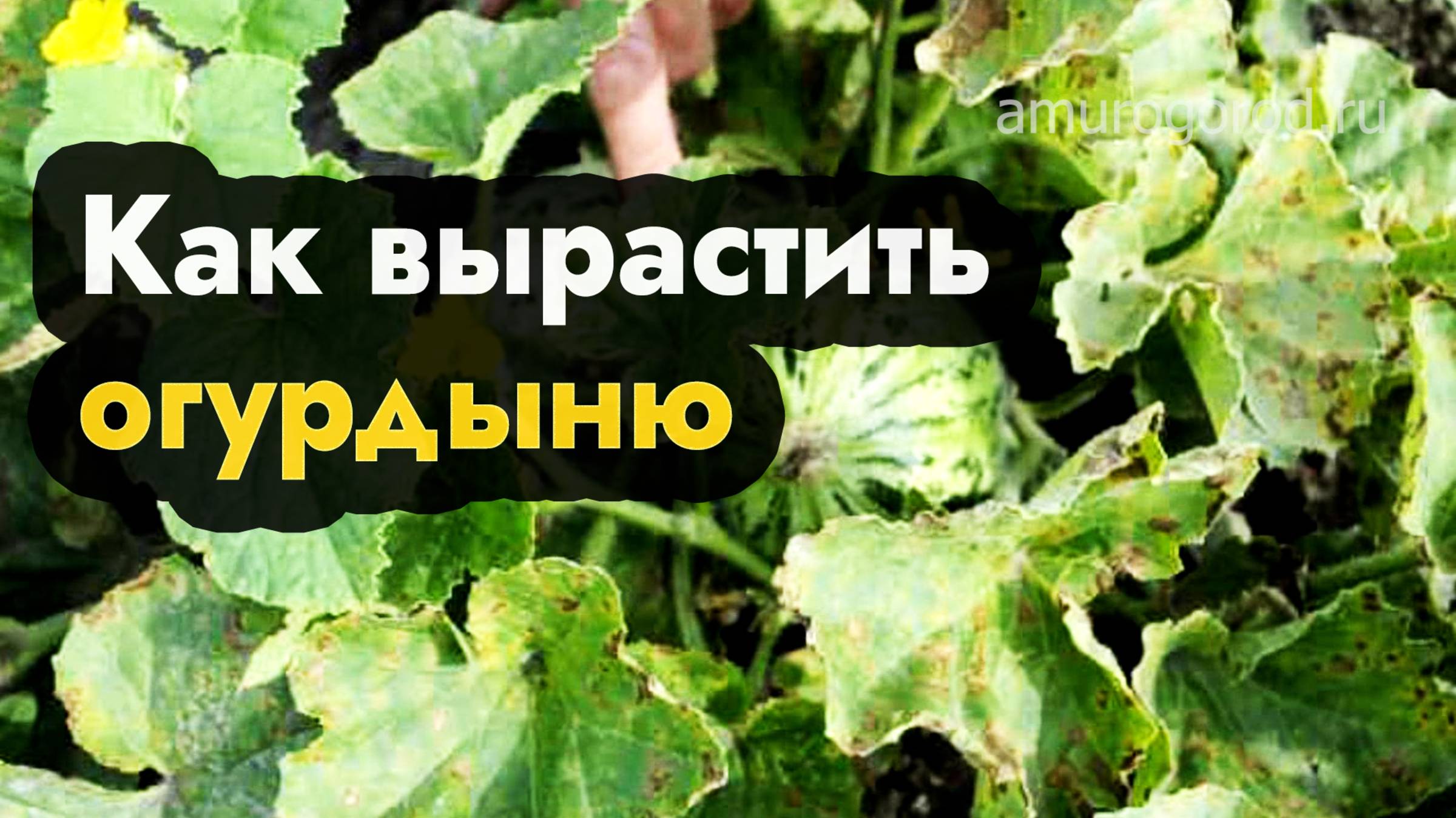 Как вырастить огурдыню - выращивание огурдыни на даче через  рассаду