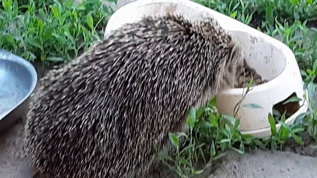 Мукбанг ужин ёжика у меня