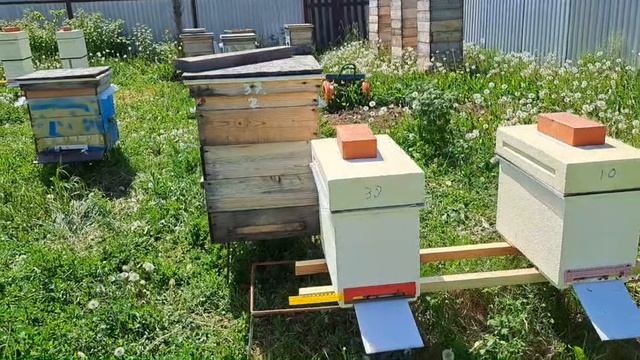 Противороевые отводки на роевые маточники и на открытый расплод (яйцо), в чём разница