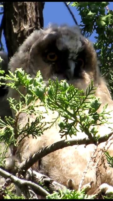 Где уши! Птенцы ушастой совы.