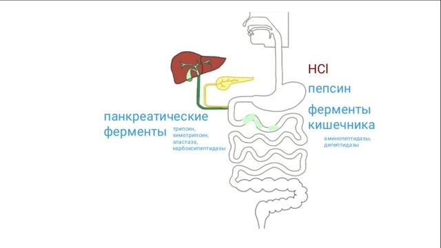 Обмен белков (ассимиляция)