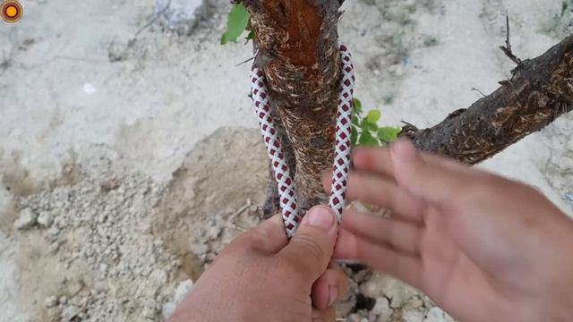 Do you know the secret of the incredible knot_ A mysterious knot