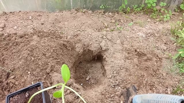 Посадка огурцов в теплицу: правильная технология и подготовка лунки