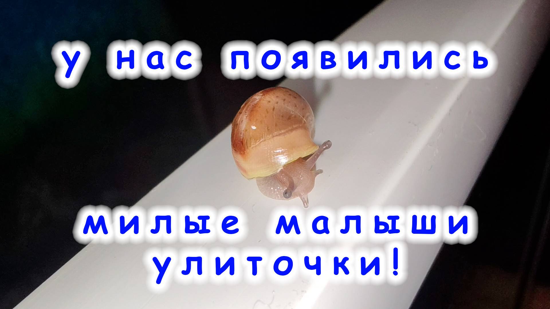 Подарите себе удовольствие: у нас появились милые малыши улиточки!