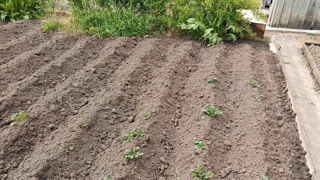 Как окучить картошку тяпкой? Как распахать картофель распашником? Выращивание картофеля на даче.