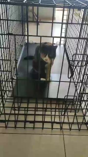 Клетка ловушка , в работе..