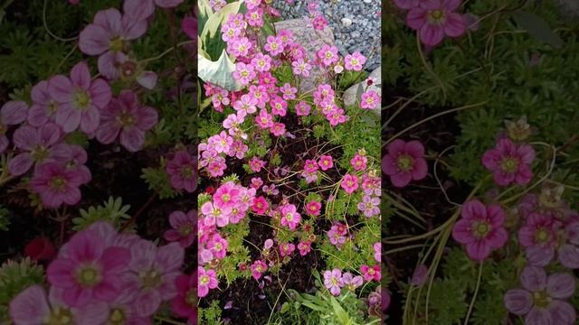 Мой мини садик