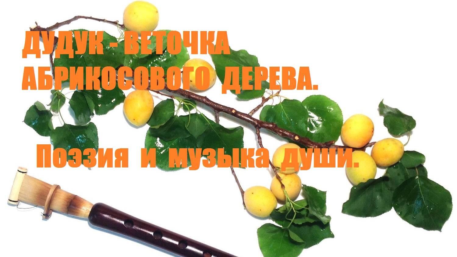 ДУДУК- ВЕТОЧКА АБРИКОСОВОГО ДЕРЕВА. Автор стихотворения А. Соколов. Автор видео В. Голикова.