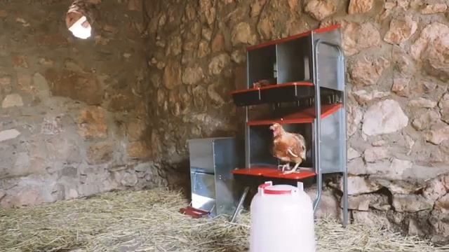 Гнездо для кур несушек Platinum COPELE