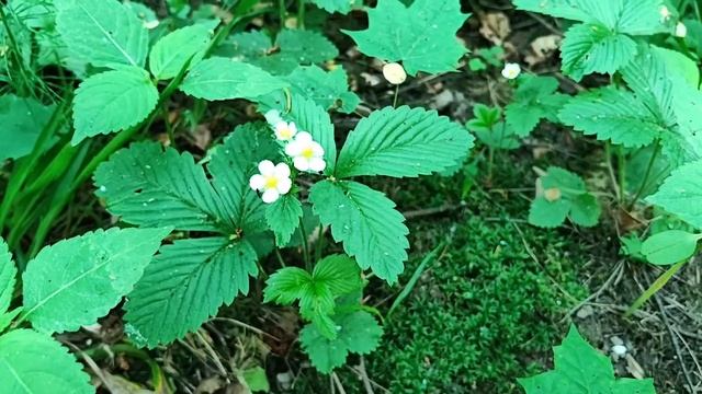 Как цветет земляника. Цветущая земляника