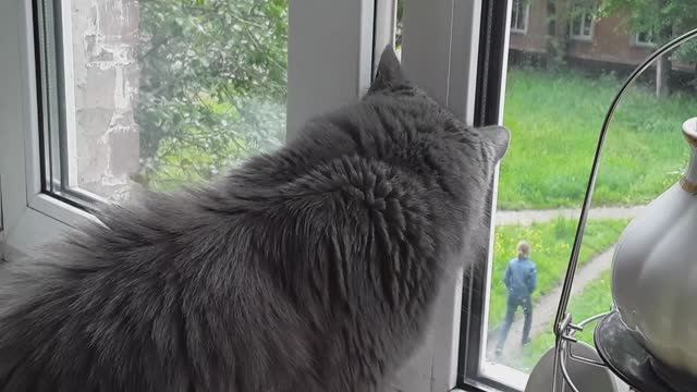 Сильва и голуби. Зачем в цветочном горшке трава? Разрешение лечь в ноги. Животные нам в услужение.