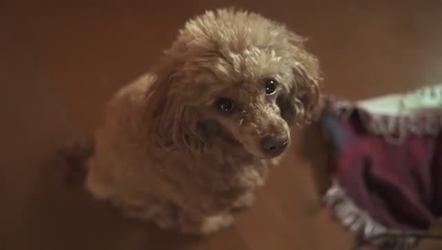 Choki. возрождение дикого сада.2025