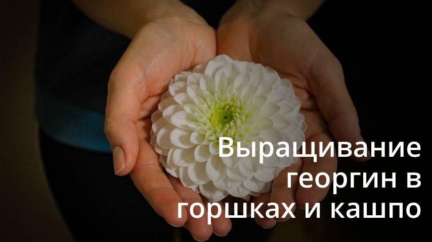 Выращивание георгин любых сортов в горшках. Посадка.