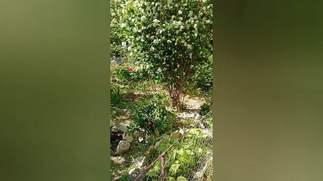 В Крыму зацвели розы!!! Феодосия, улица Федько все  в розах!