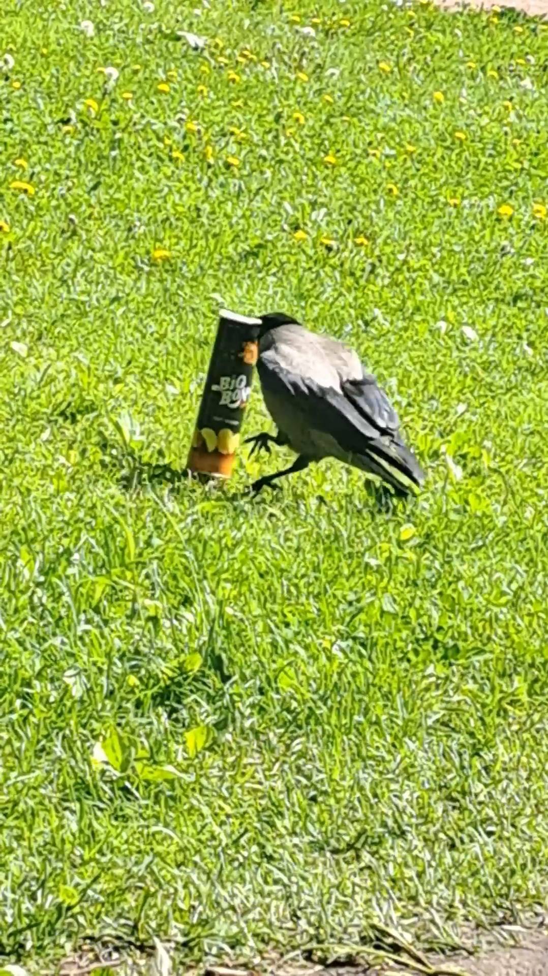 Ворона и вредная еда