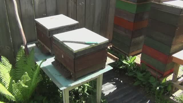 Ранние отводки  (сюжет 21)