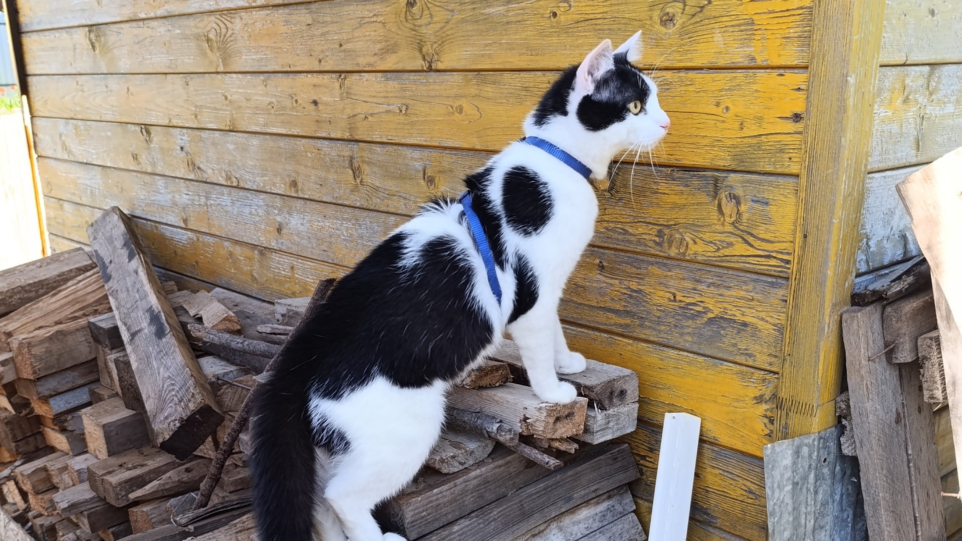 Дачные будни. Начало сезона.