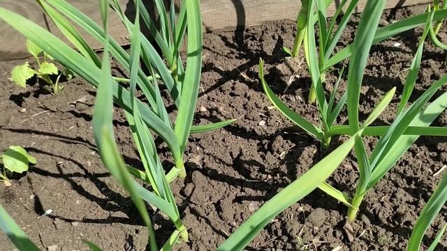 Успеваем в мае провести дополнительную азотную подкормку лука и чеснока.