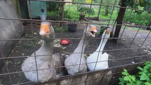 20 серия. Этот безумный и веселый город под дождем | Сериал "Старики во Вселенной"