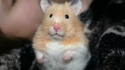 Вакцина БЦЖ и ковид