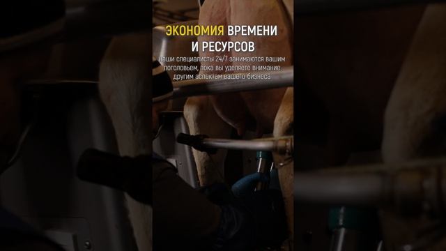 Молоко = Прибыль!
Больше стельностей → Больше телят → Больше молока → Больше прибыли!