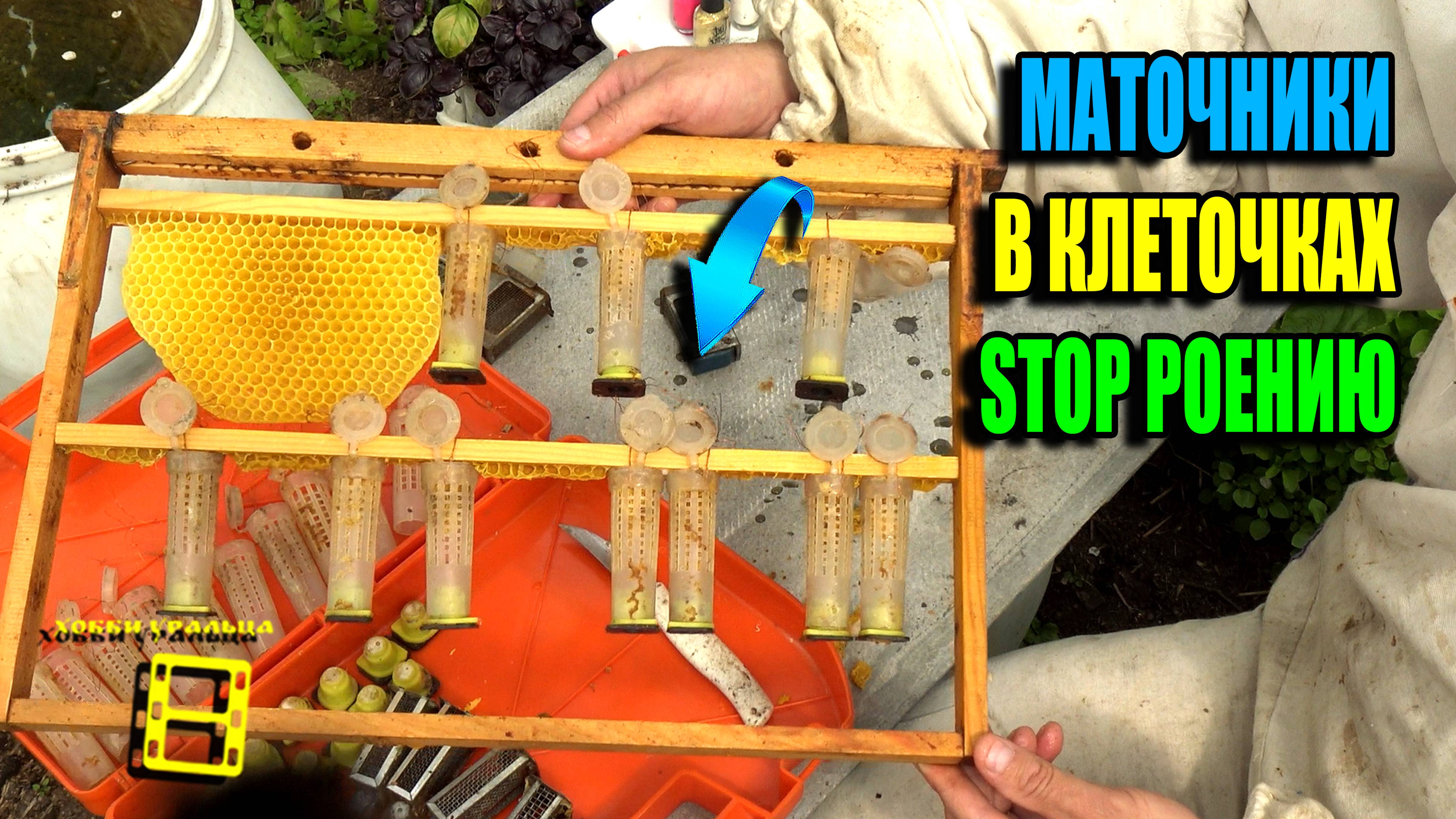 РЕЗУЛЬТАТ ПРИВИВОК БЕЗ ПЕРЕНОСА. ЗАКЛЮЧАЮ МАТОЧНИКИ В КЛЕТОЧКИ. ГОТОВИМ ОТВОДКИ. ПЧЕЛОВОДСТВО 25-20