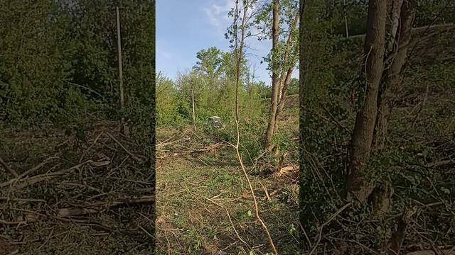 Шараш монтаж. Рубят все подряд. расчищают площадку под под основание нового моста.