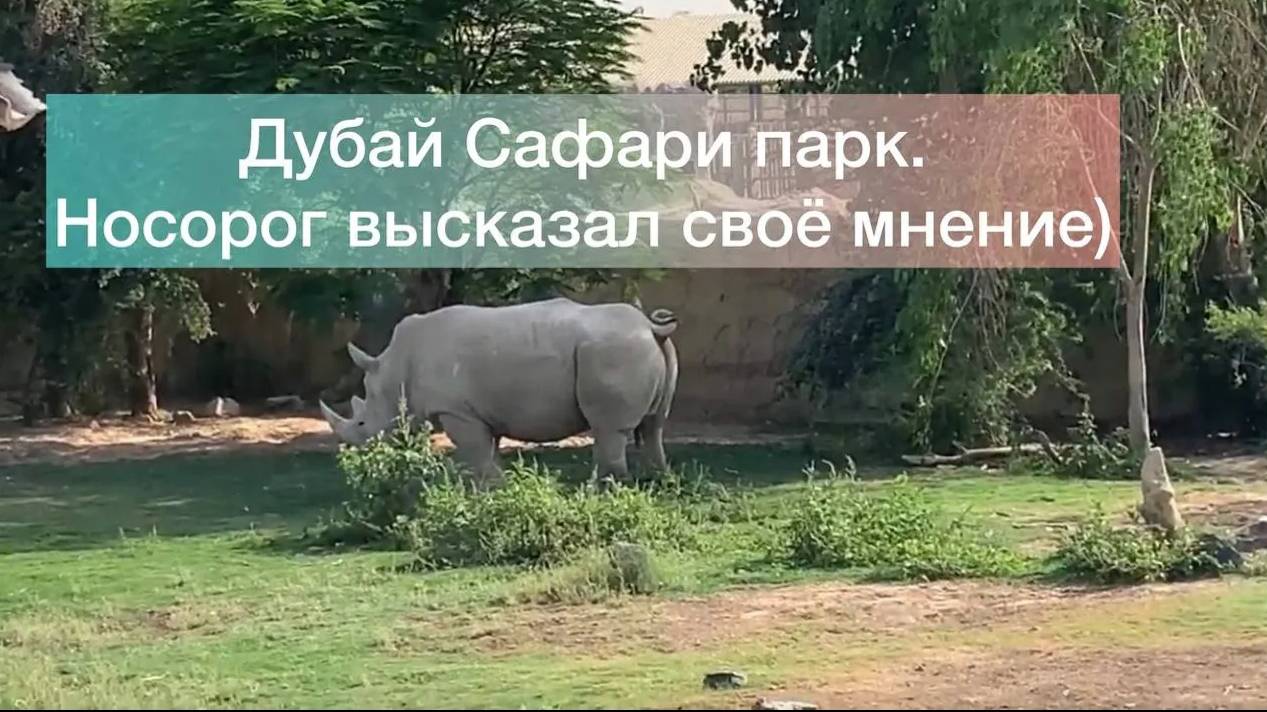 Дубай Сафари парк. Часть 2: экзотические птицы, Африканская деревня, сафари на автобусе