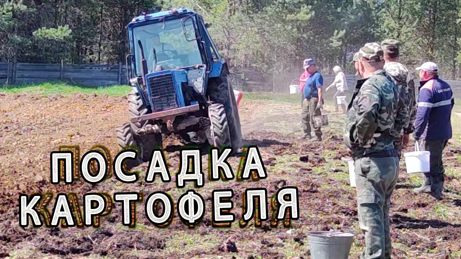 Командная работа: как синий трактор МТЗ-82 помогает нам посадить поле картошкой