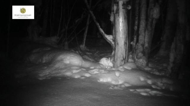 В объективе фотоловушки национального парка "Койгородский" ночная прогулка зайца.