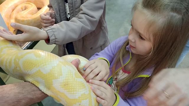 Королевский питон #shorts.mp4