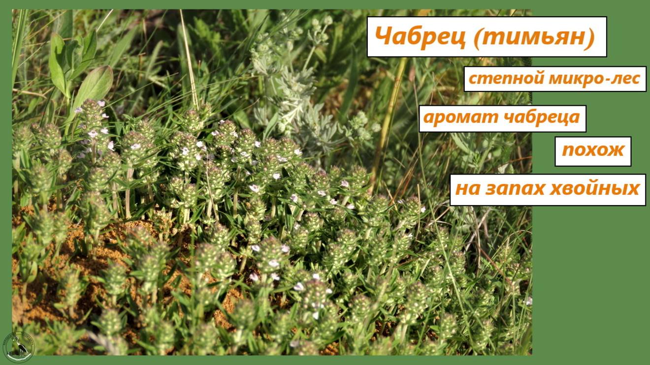 Чабрец цветёт. Степной микро-лес на холме, оставленному слепышом. 26.05.25