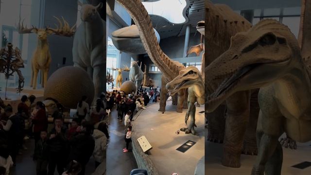 🦖 Шанхайском музее естественной истории в Шанхае, Китай #Шанхай #Китай #Путешествия