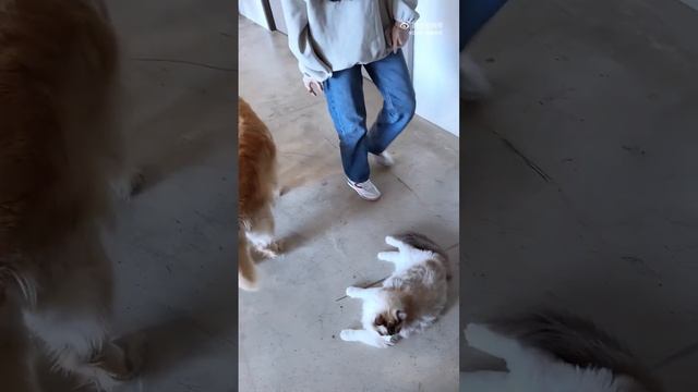 Дорогая-Дильраба
4 минуты назад из Weibo Видео.
🏃♀️🐱🐶🚗🔋 День, полный энергии~