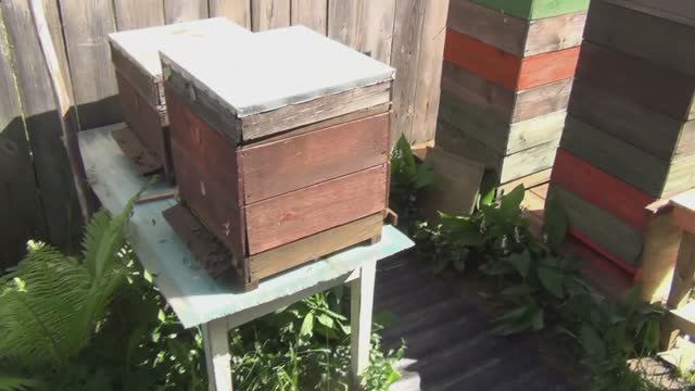 Обстановка у пчёл в огороде (сюжет 22)