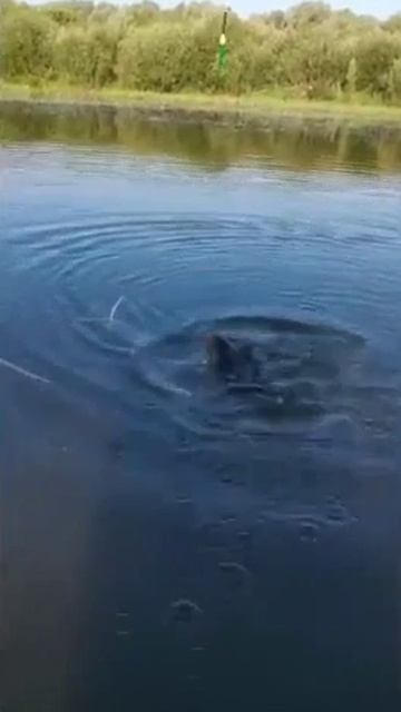 Красивый зеленый с мощным хвостом и очень скользкий По этим словам можно понять о ком идет речь