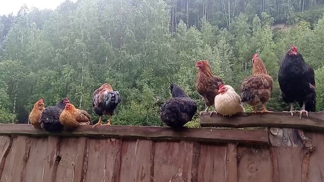 🦌Мини-зоопарк на турбазе _Солнечный_ 🐏Природа Хакасии🦌