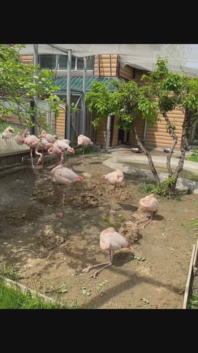 VLOG: Поехали за летом в Красноярск. Роев ручей, Grekland , 2025