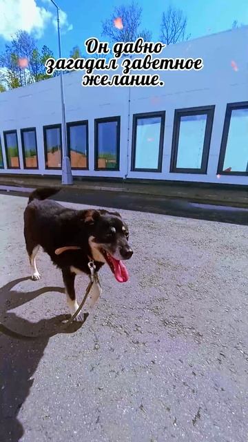 "Заветное желание Кнопика" ❥ Приют в Малинках