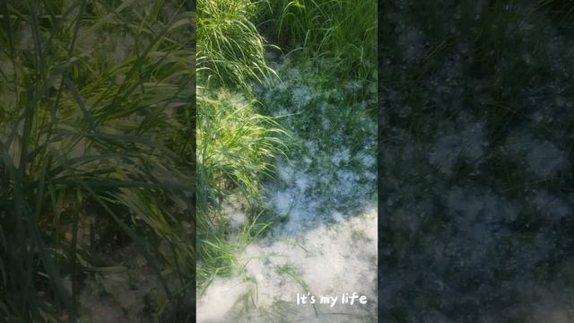 Тополиный пух,жара июль...