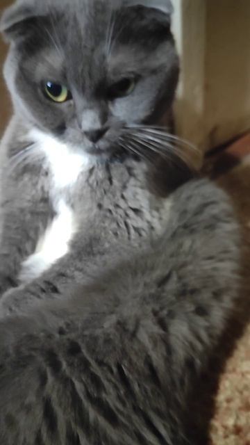 какая сердитая