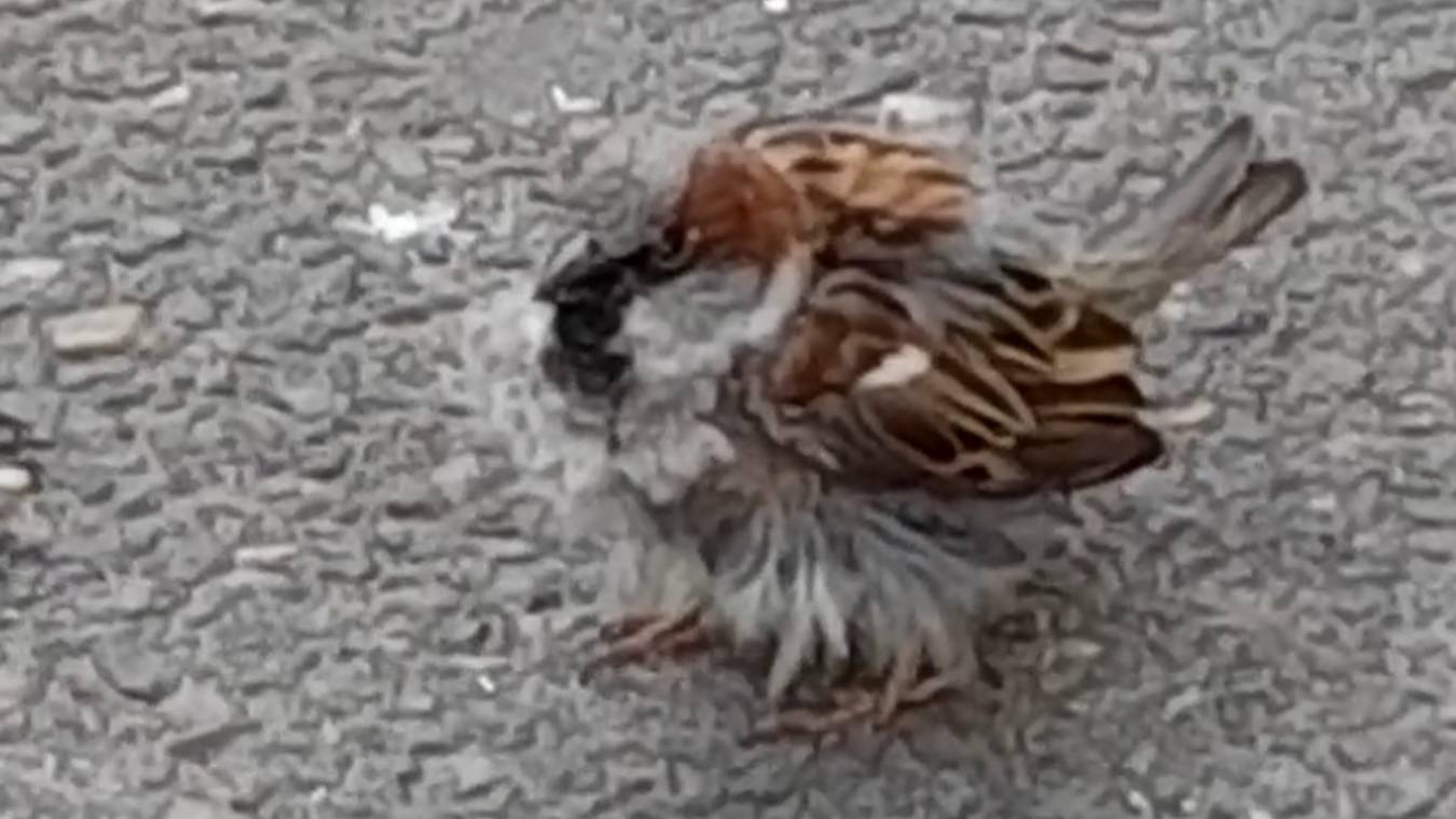 20250529_155039 Гуляем. Холодно. Налетели голодные птахи