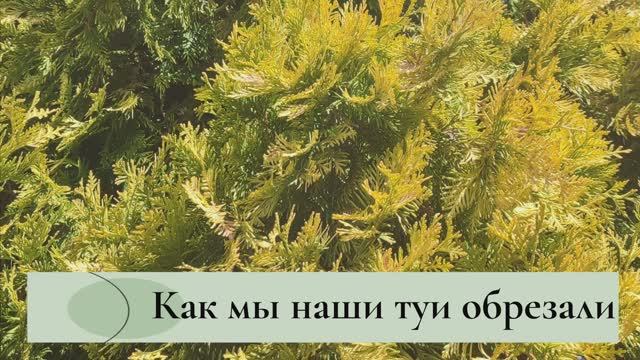 Как мы наши туи обрезали.