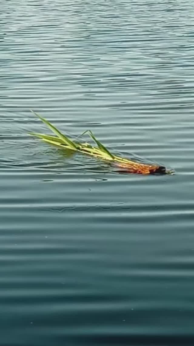 Ондатра тащит пучок травы в нору #озеро#рыбалка