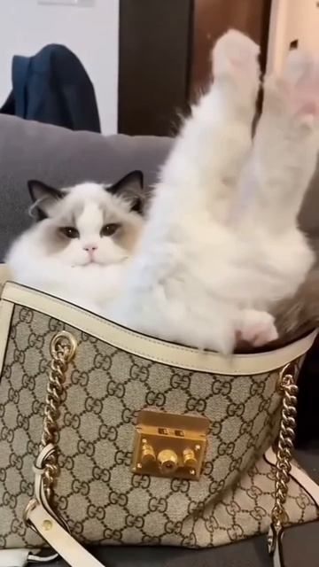 Подборка смешных кошаков из интернета