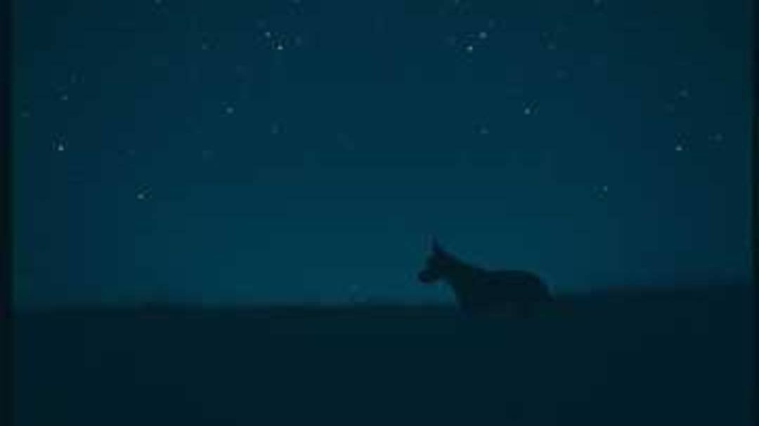 Пёс боится света