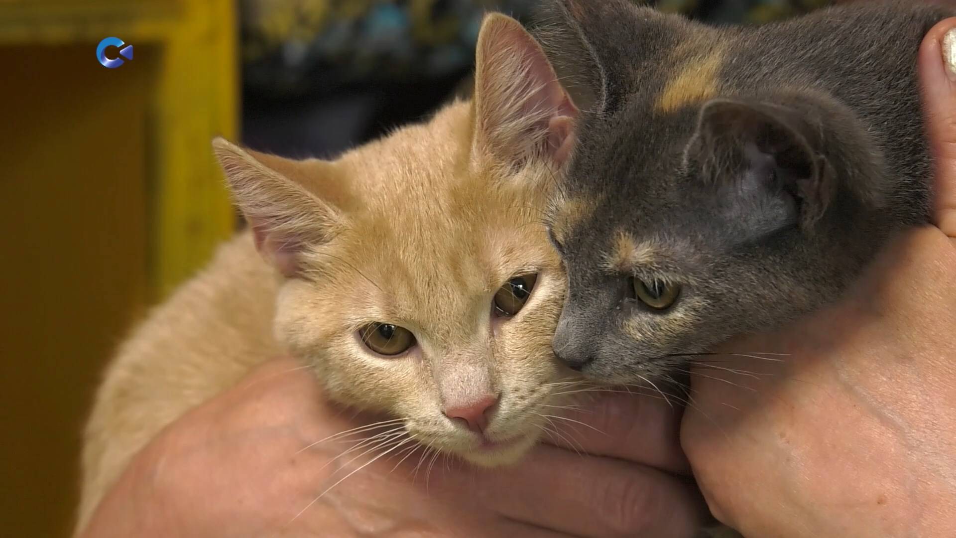 «В добрые руки» | 31.05.2025