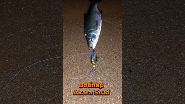 Язь и жерех на воблер Akara Stud